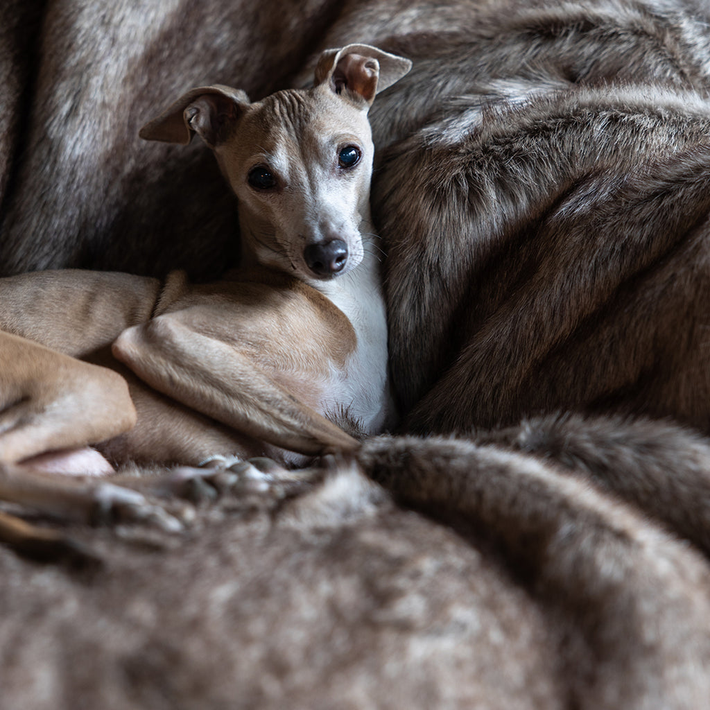 Charley Chau - Luxury Dog Beds & Dog Blankets — Charley Chau - luxury ...